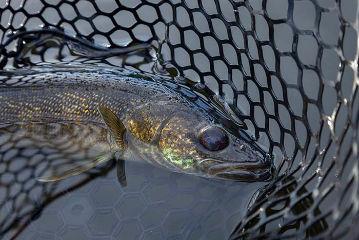 Walleye Eyes